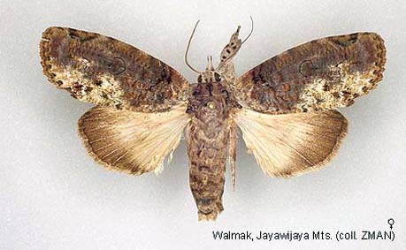 Papua Insects Foundation (Lepidoptera/Nolidae/Eligminae/Gadirtha impingens)